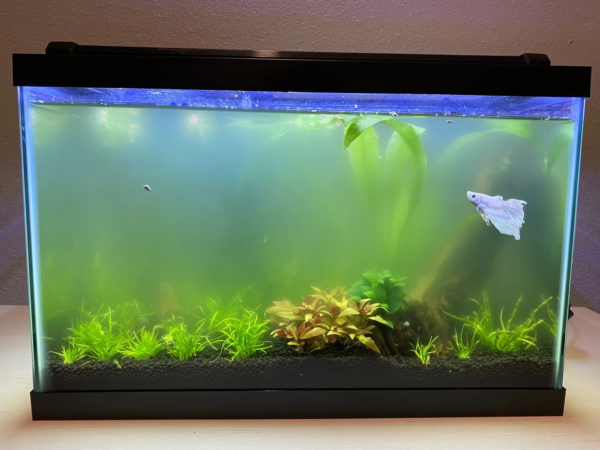 Waarom Je Aquariumwater Troebel Wordt en Hoe Je Dit Oplost - MrShrimp.nl